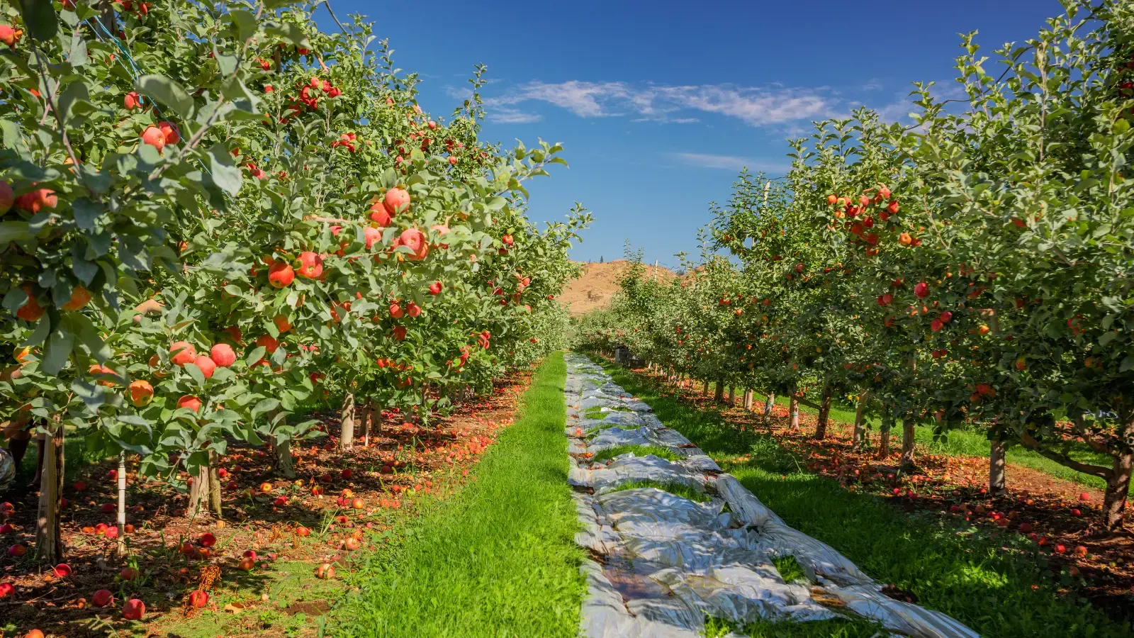 Automation beyond production: Agriculture procurement software